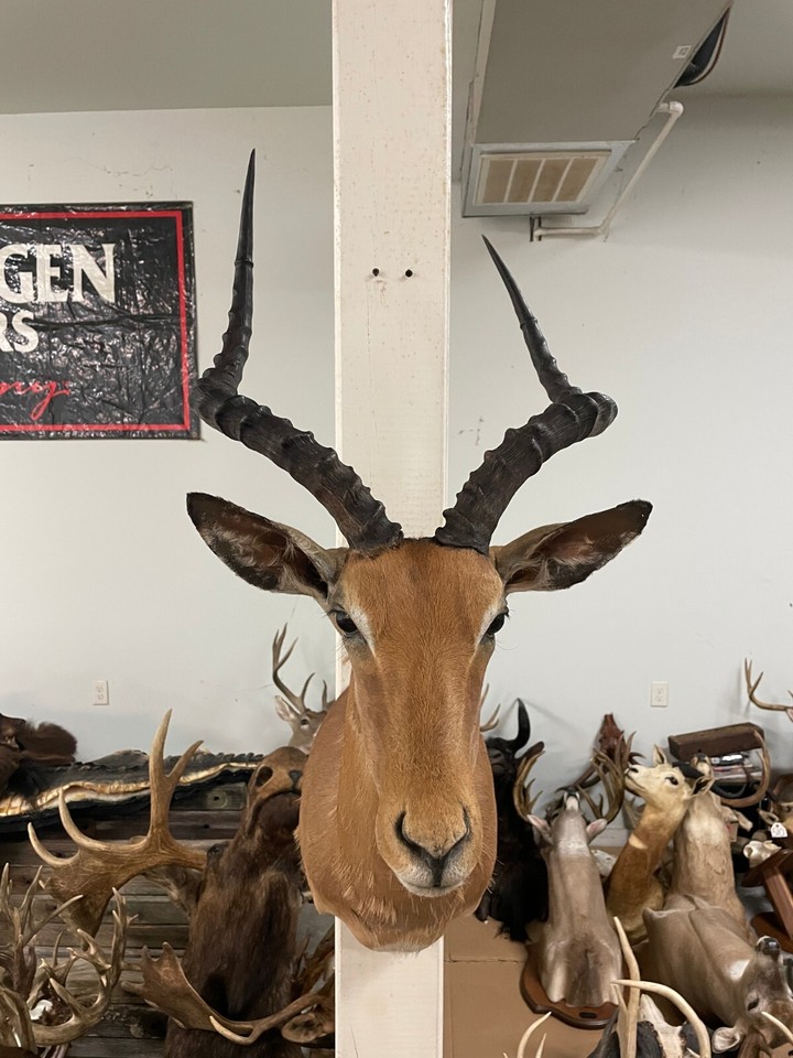 BEAUTIFUL IMPALA SHOULDER MOUNT - Nice HORNS - AWESOME ! = Impala | eBay