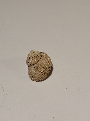 Hand Picked Australian Sea Shell - Thalotia Conica | eBay