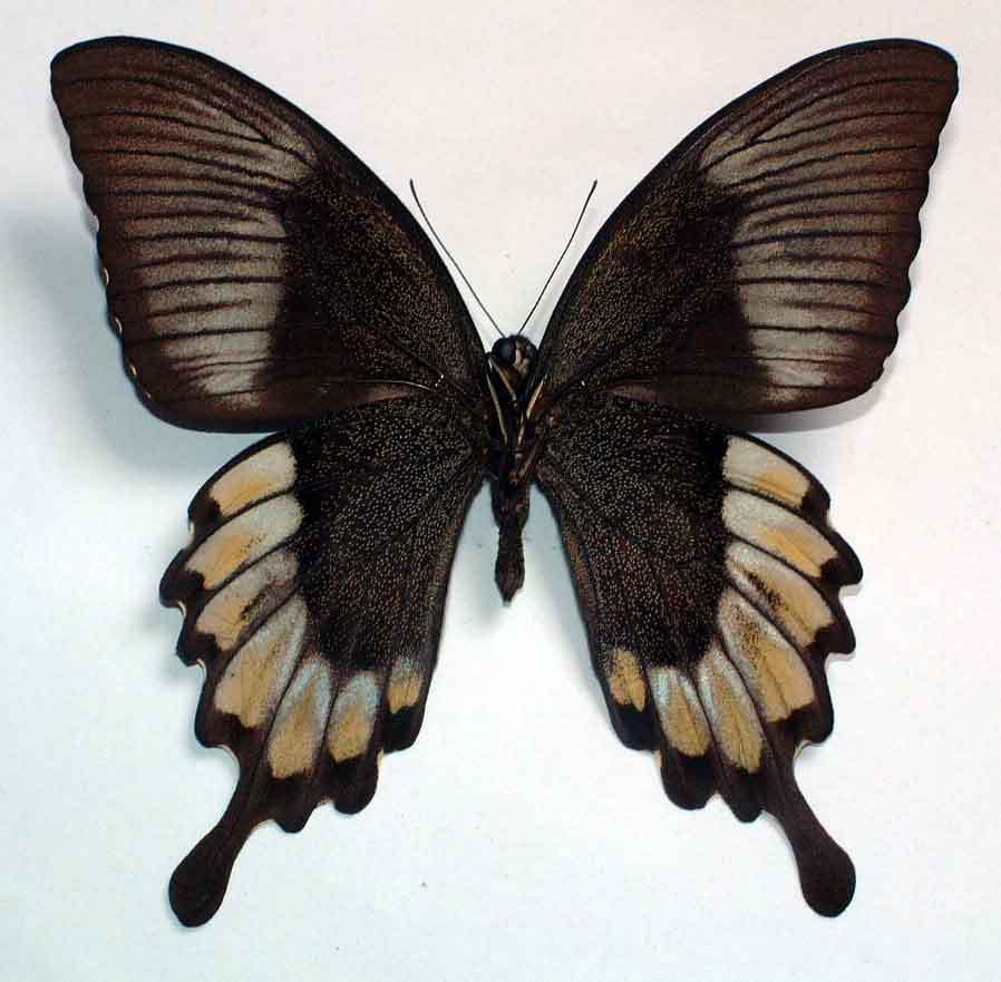 PAPILIO BLUMEI FRUHSTORFERI - FANTASTIC ABERATION - set/spread specimen ...