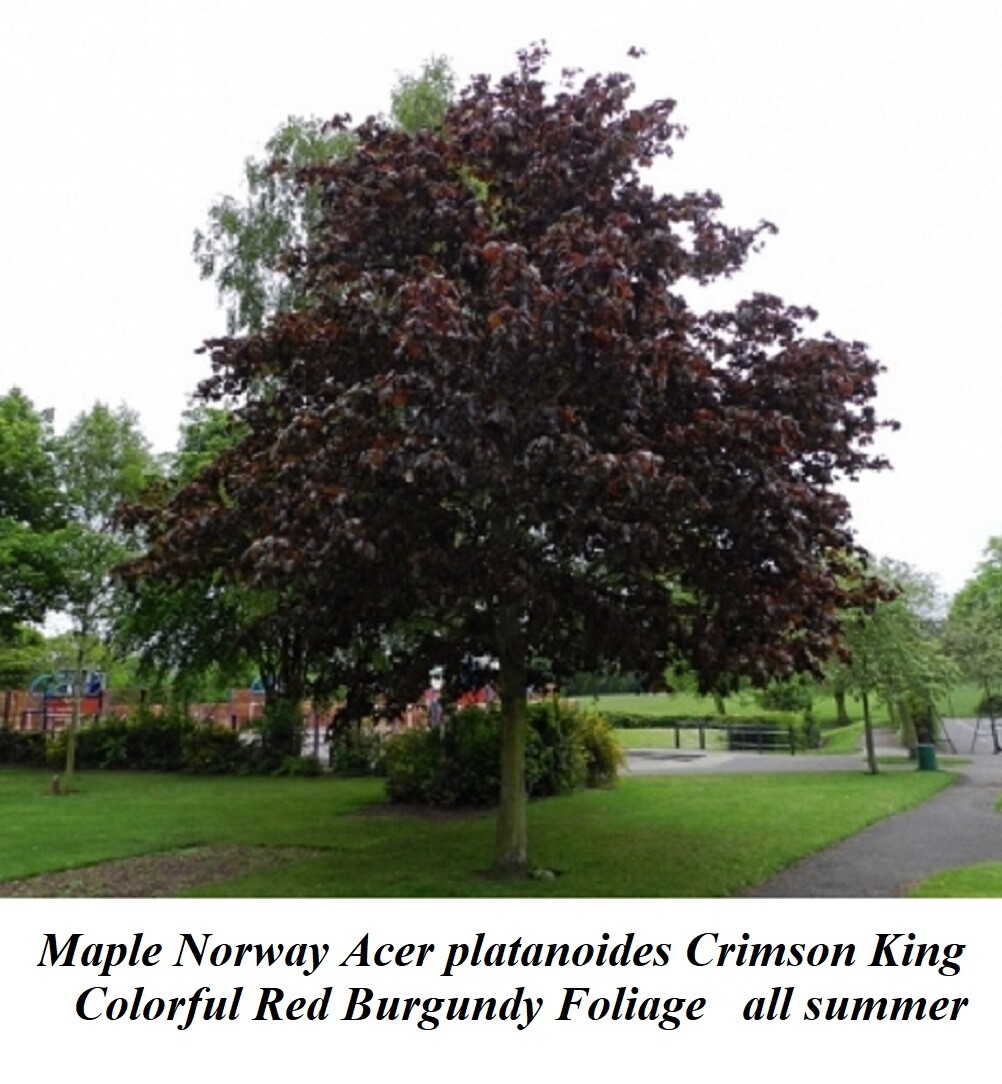 Crimson King Maple Trees
