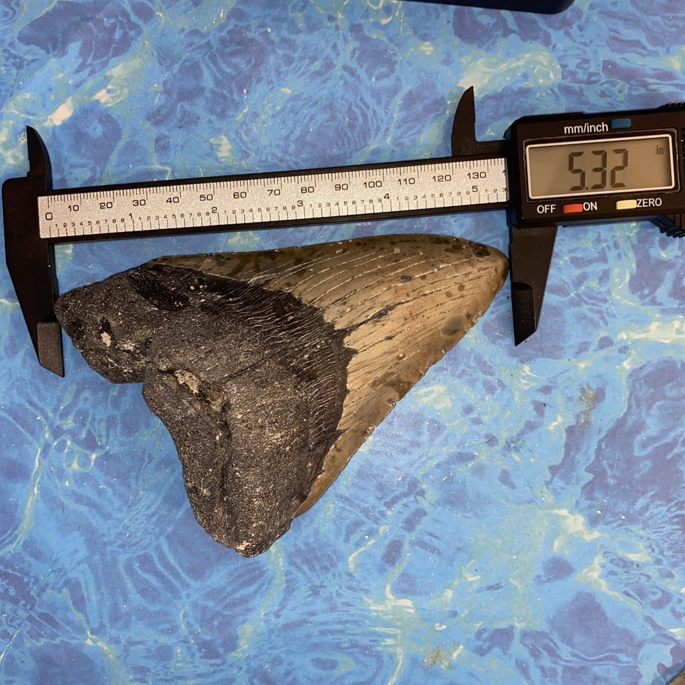 MEGALODON SHARK TEETH 1 POUND FRAGS TEETH MEG SCUBA DIVER DIRECT FOSSIL ...