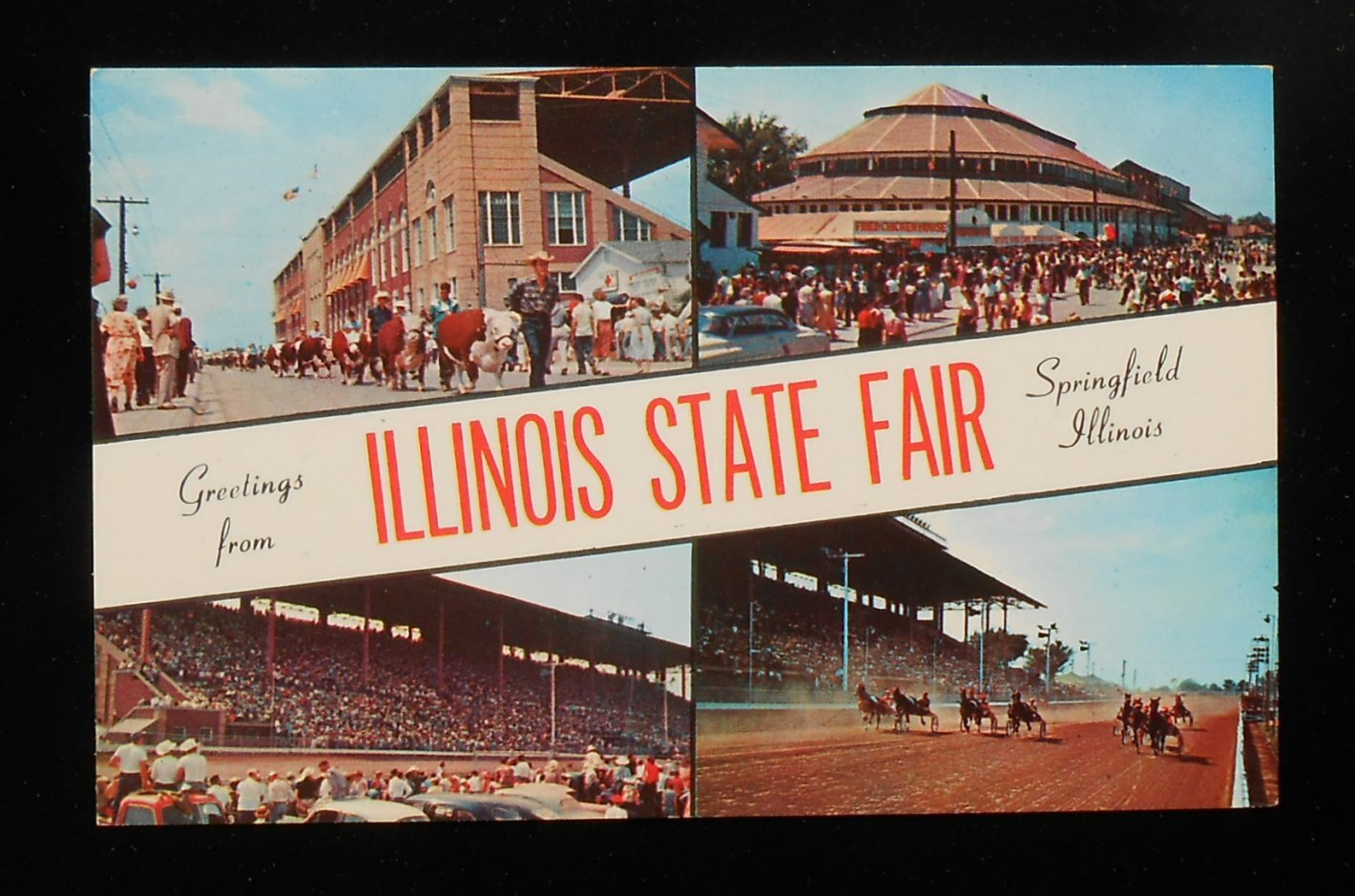 1950s World's Greatest Illinois State Fair Harness Racing Cattle ...