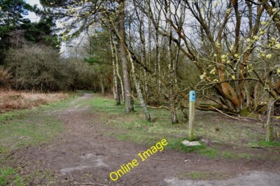 Photo 6x4 Peg 12 on the Blue Route Walk on Cannock Chase Pye Green ...