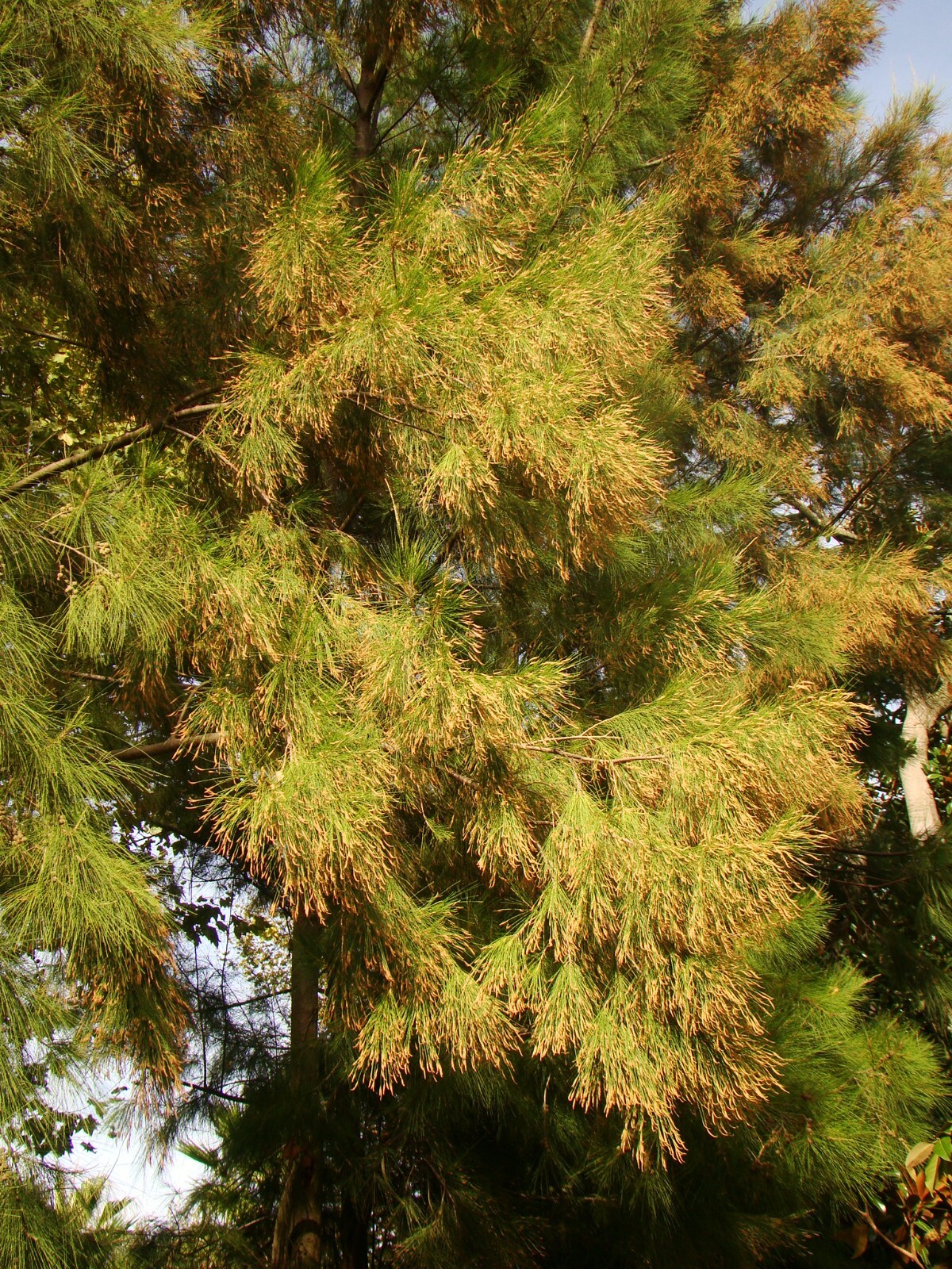 Casuarina equisetifolia AUSTRALIAN PINE, SHE OAK red flowers soft ...