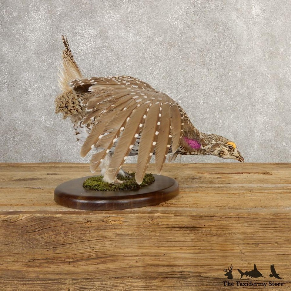 #20771 P | Sharp-tailed Grouse Taxidermy Bird Mount For Sale | eBay