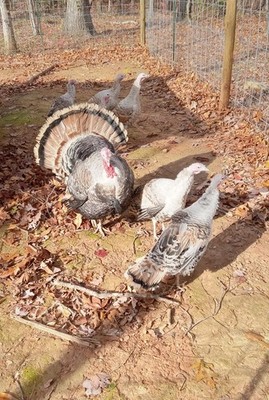 Pre Sale ! 12+ SWEET GRASS TURKEY HATCHING EGGS Last 1 For The Season ...