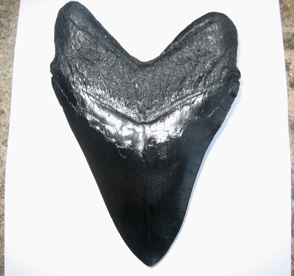 7 INCH LONG MEGALODON TOOTH REPLICA BIG FOSSIL GIANT RELIC TEETH HUGE ...