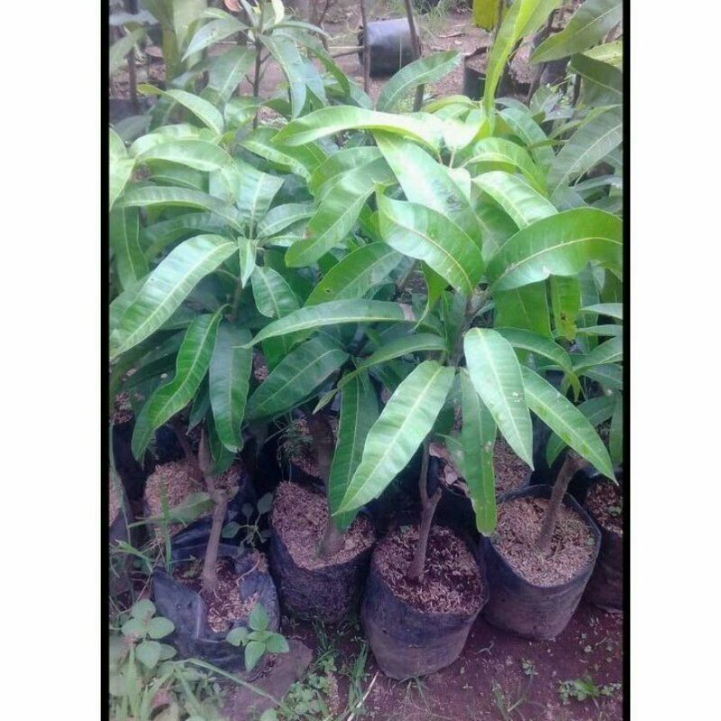 Grafteds Mango Ping Guo Wen Fruit tree Plant Quicky Bear Fruit (Best ...
