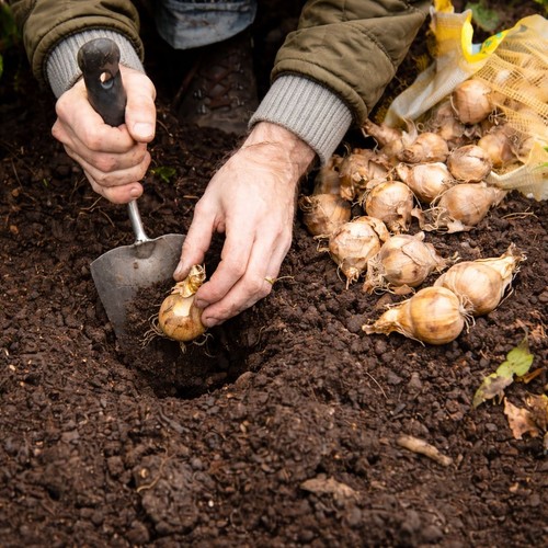 5-100 Mix Dwarf Daffodil Bulbs Narcissus Corm Spring Flower Garden ...
