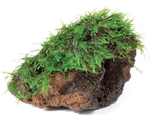 Java Moss Covered New Zealand Lava Rock - Live Aquarium Plant | eBay