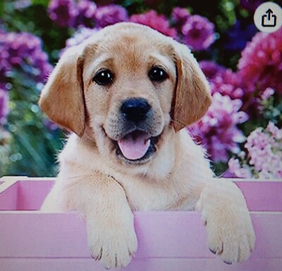 Finished Yellow Lab Diamond Painting~~Over 11,000 Diamonds | eBay