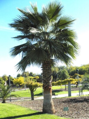 Washingtonia robusta | Mexican fan palm | Skyduster | 10_Seeds | eBay