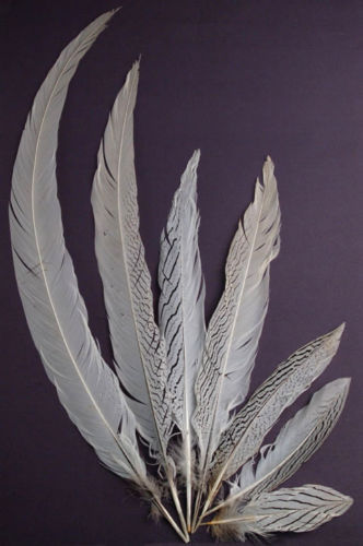 Natural SILVER PHEASANT Tail Feathers 4-30" (Halloween/Bridal/Mardi ...