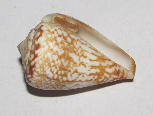 24 mm Conus Derrubado Cone seashell From Boavista Island, Cape Verde ...
