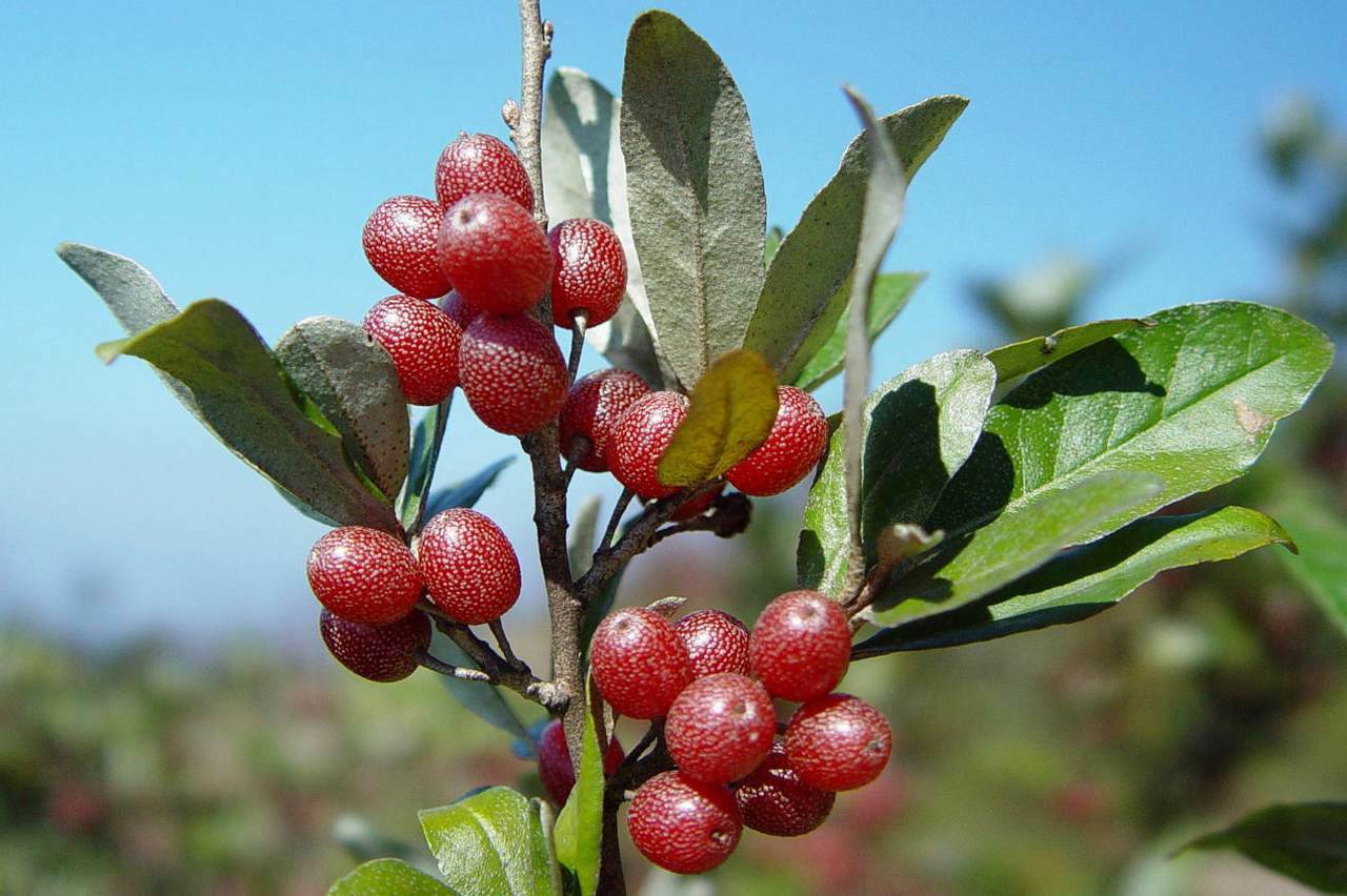 ELAEAGNUS X EBBINGEI, Ebbing's Silverberry, edible fruit shrub, 10-15cm ...
