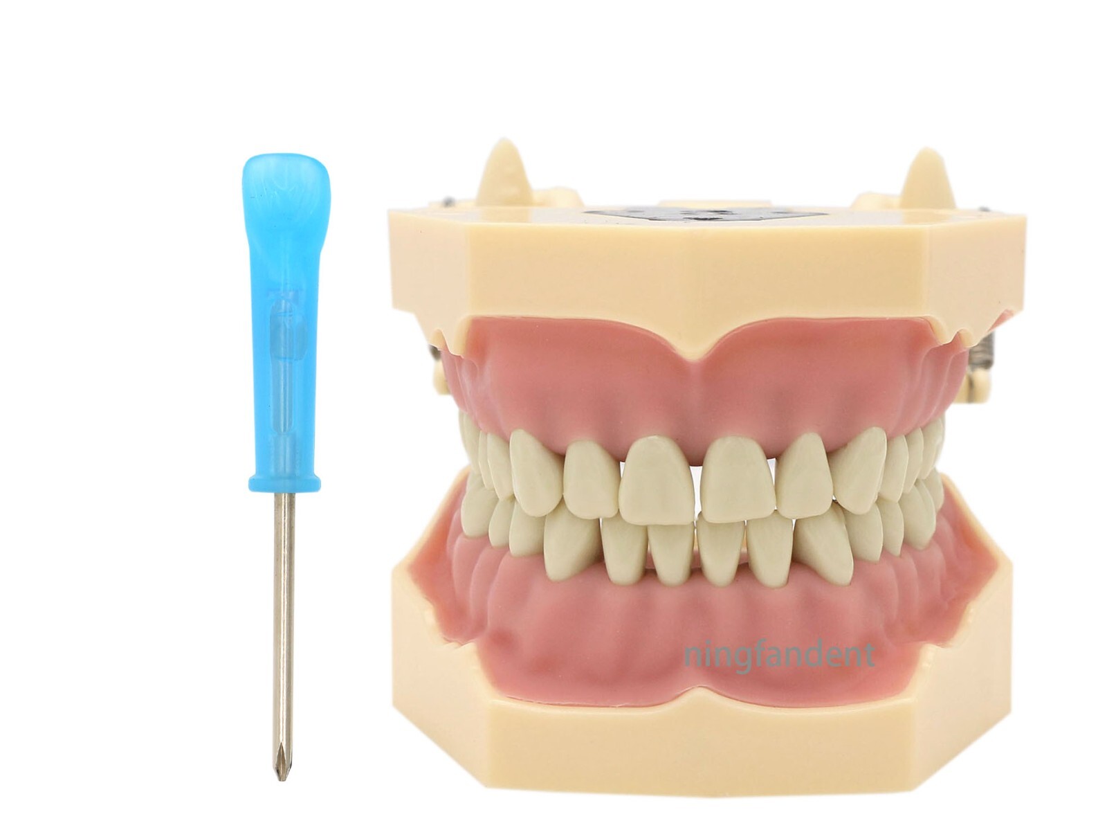 Frasaco AG3 Dental Restorative Typodont Model,32 Removable Teeth | eBay