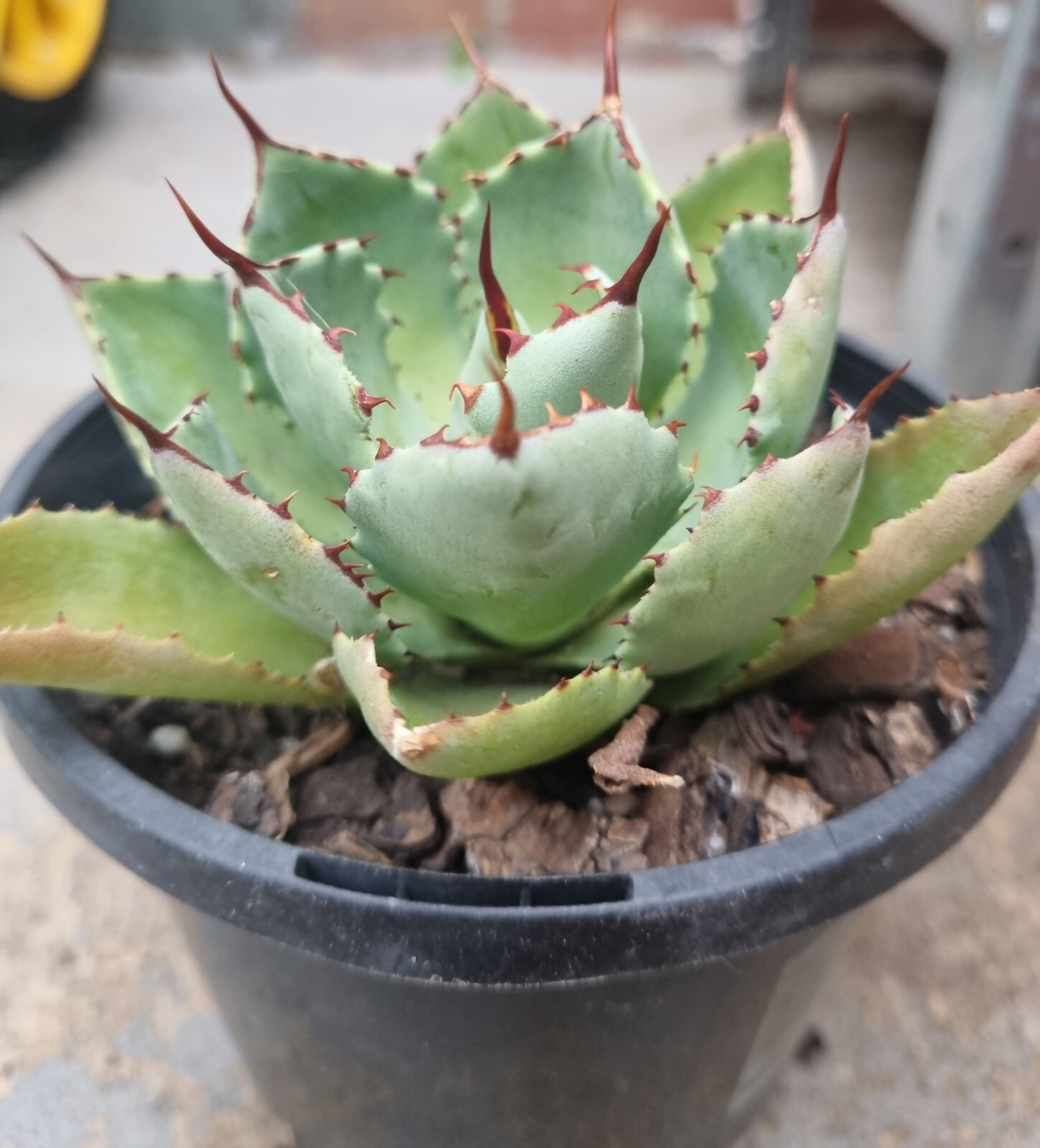 Agave Potatorum | eBay