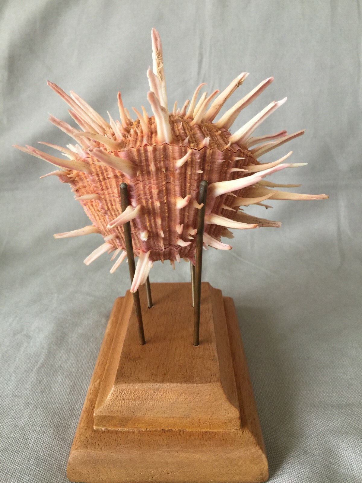 Thorny Oyster Seashell (Spondylus regius) 5"/127mm Long With Stand | eBay