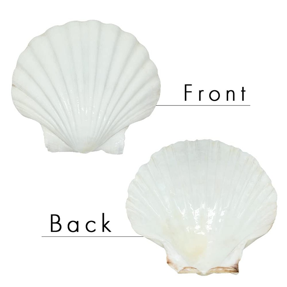 6PCS Scallop Shells for Serving Food,Baking Shells Large Natural White ...