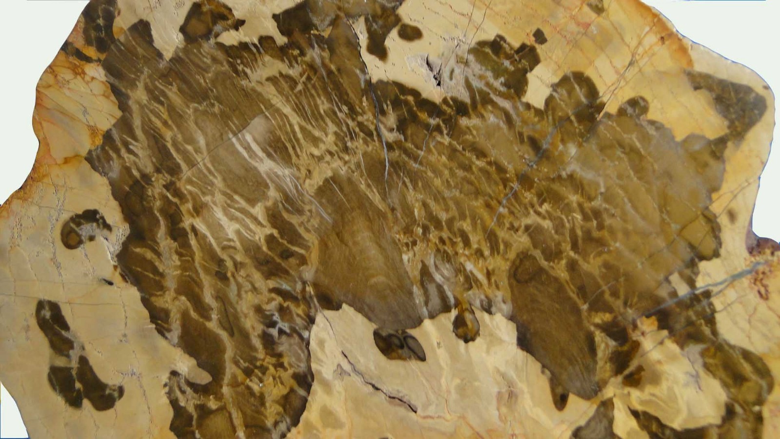 545 GRAMS PENTOXYLON JURASSIC INJUN CREEK FORMATION PETRIFIED WOOD ...