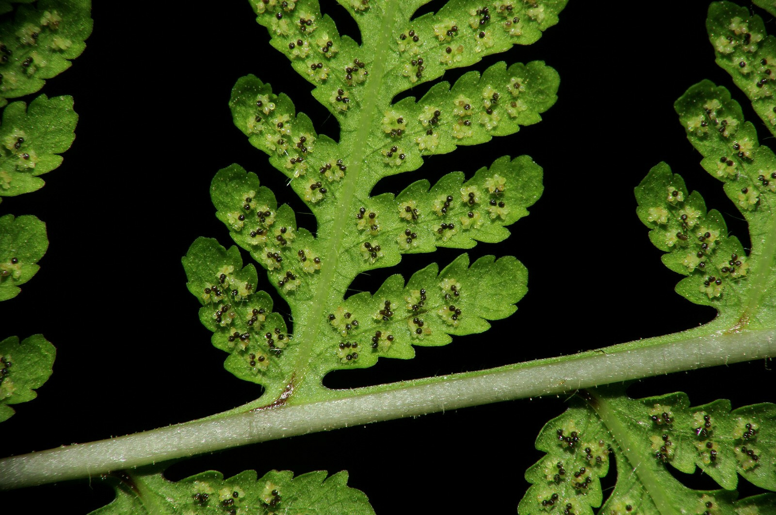Fern spore - MACROTHELYPTERIS TORRESIANA (Pale Wood-fern) | eBay