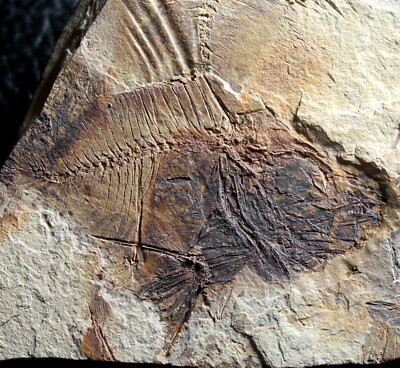 Capros radobojanus - Big, beautiful Oligocene fossil fish. Excellent ...