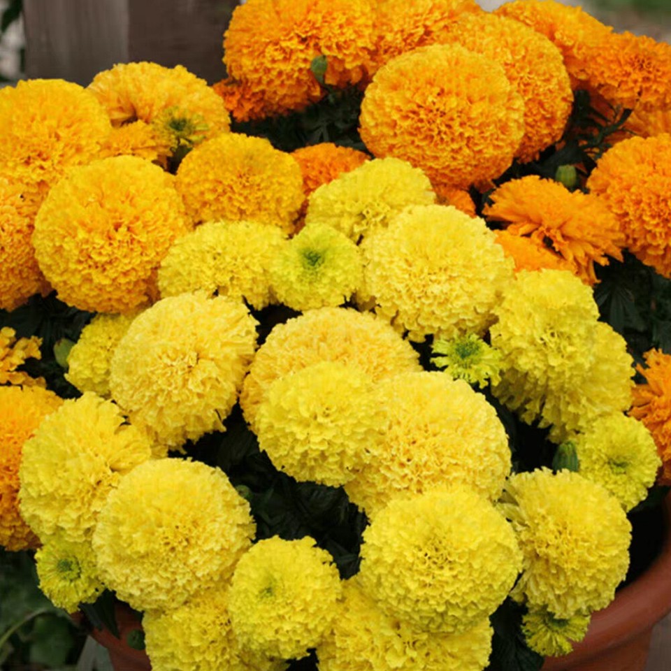 Afrikanische Ringelblume 100Pcs Samen (Tagets Erecta) Gemischt Orange ...