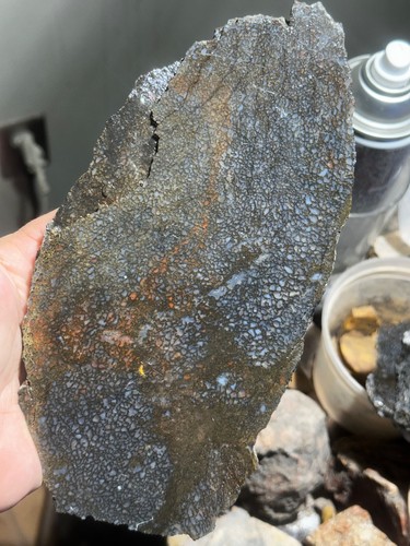 Agatized Utah dino gem bone rough **hxtled large slab. | eBay