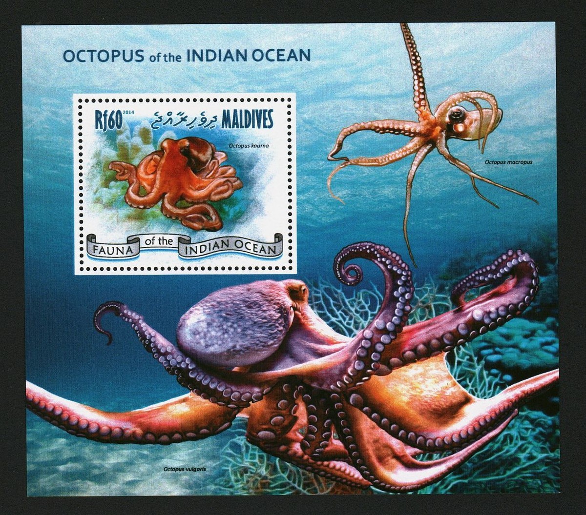 Octopus In Indian Ocean