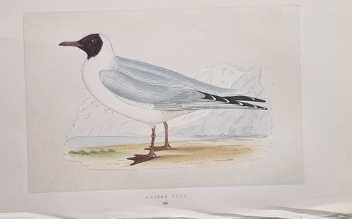 1855 ANTIQUE PRINT MASKED GULL British Birds Morris | eBay