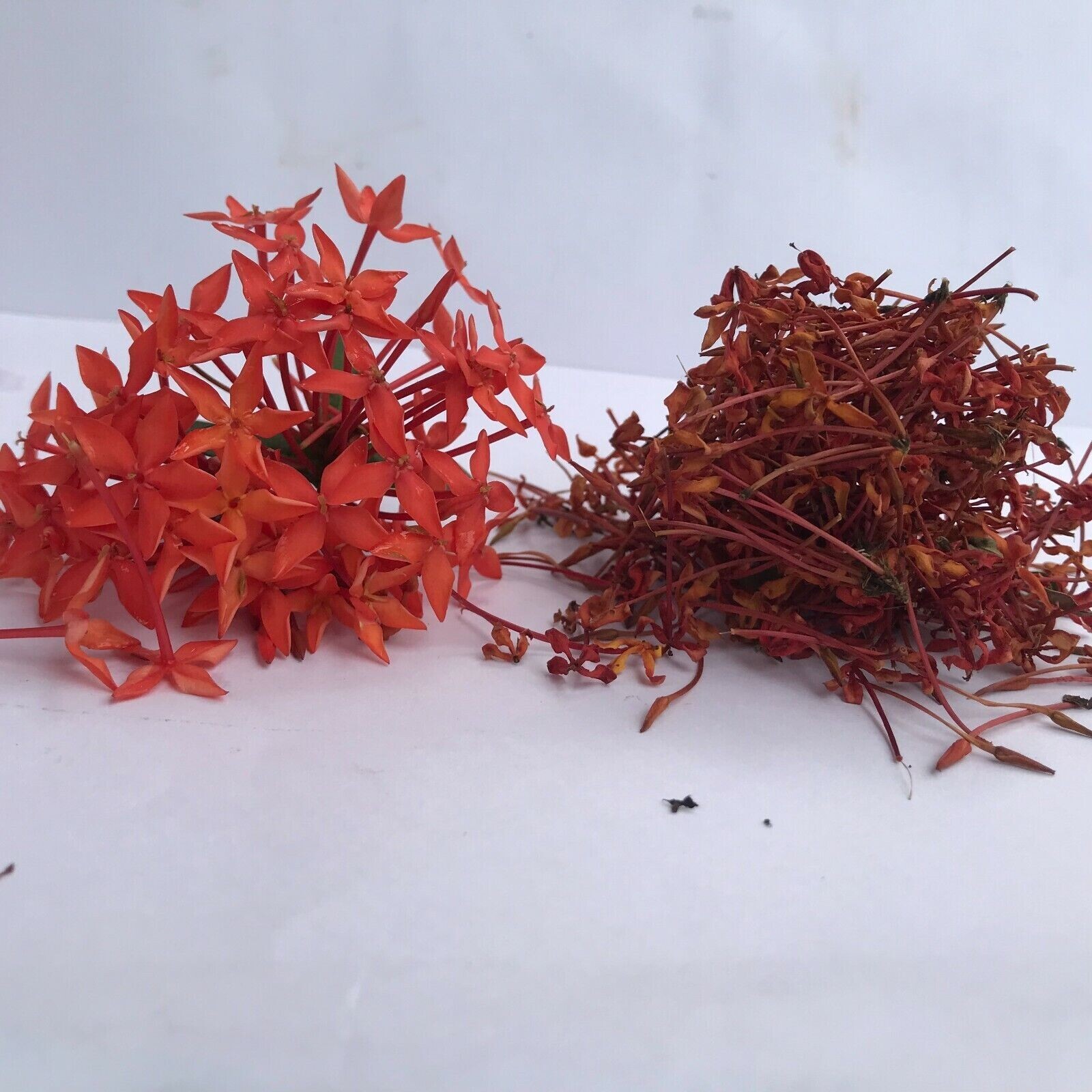Dried Flower Ixora Coccinea Rathmal Rathambala Natural Herbal 15g-100g ...