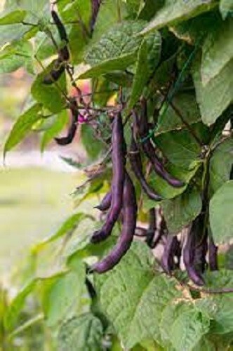 PURPLE QUEEN DWARF BEAN SEEDS Vegetable Garden Purple French Beans ...