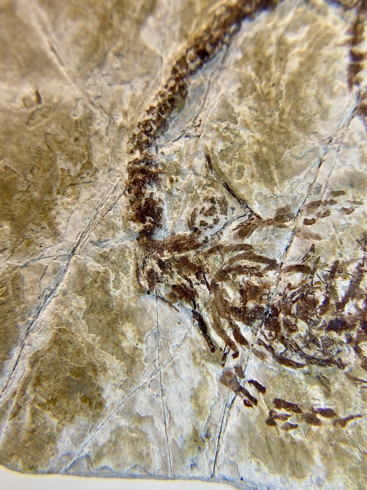 Hyphalosaurus - Sinohydrosaurus Reptile Fossil From China Cretaceous ...