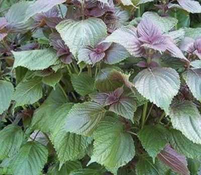 8 LIVE PLANTS PURPLE SHISO PERILLA RED MINT RAU TIA TO Edible Plants | eBay
