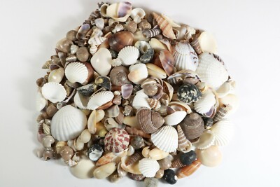 400+ Small Mixed Seashells, Assorted Craft Shells Mix US Seller Free ...