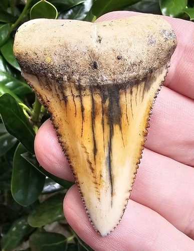 Peruvian Great White Shark Tooth Fossil Peru Not Megalodon | eBay