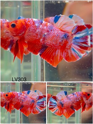 Male Betta Live Fish - Koi Candy Galaxy HMPK - LV303 - High Quality A++ ...