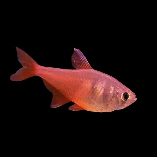 Tetras Rosados Rosy Tetra Hyphessobrycon Rosaceus Fish Profile