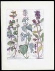 1907 H. Isabel Adams Print Wild Flowers British Isles Cat Mint, Seal ...