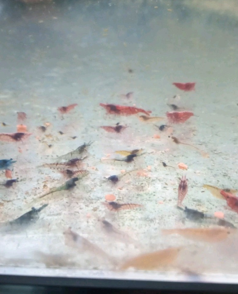 $1ea SALE!!! (10) Neocaridina Shrimp Culls (Orange/Red/Blue/Yellow) | eBay