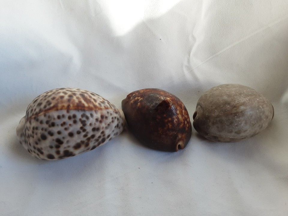 3x Cowri Shells 7-8.5cm Tiger Arabian Cowrie Fishtank Ornament | eBay UK