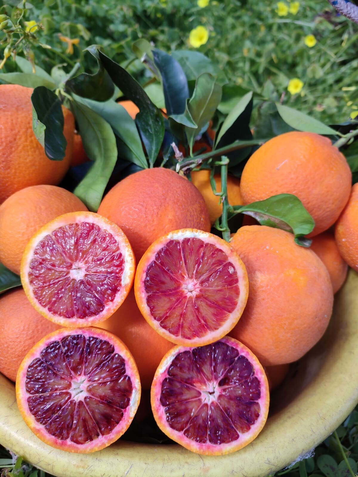 ️ ARANCE ROSSE Tarocco Gallo Di Sicilia 17 kg netti BIO da spremuta ...