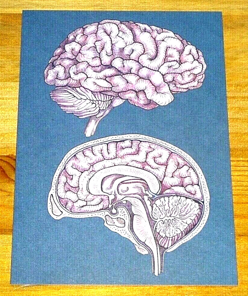 Brain Png New Insights Into The Neuroscience Behind Conscious