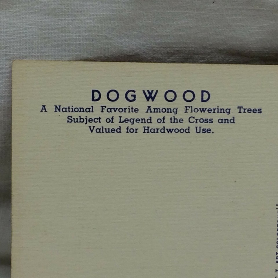 Vintage Postcard Annet Cargill Floral Dogwood Motif Scene | eBay