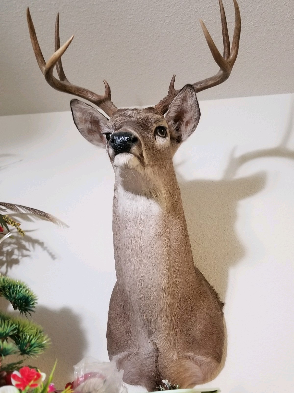 Deer Head Shoulder Mount Taxidermy Antlers Wall decor REAL (EXCELLENT ...