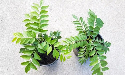 Indian Curry Leaves tree Murraya Chalcas Koenigii live Starter Plant ...