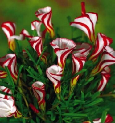 Candy Cane Sorrel Oxalis Versicolor Seeds Garden Flowers seeds | eBay