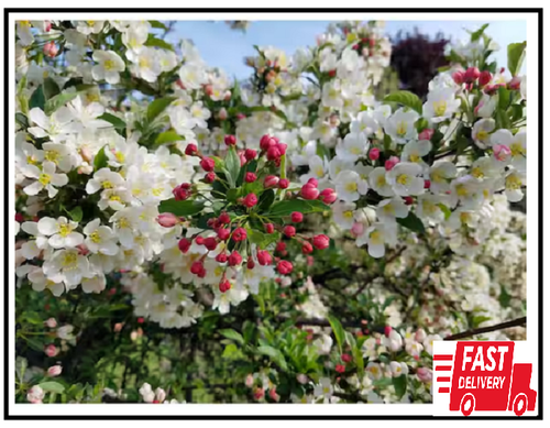 Dolgo Crabapple Tree - Bare Root for Easy Planting | eBay