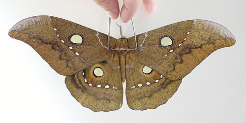 SA21597. Insects, butterflies: Salassa ssp??????????? North Vietnam ...