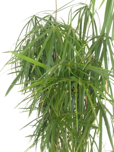 XL RIESEN Wasserpalme Cyperus Textilis Bis 280cm Katzengras Zyperngras ...